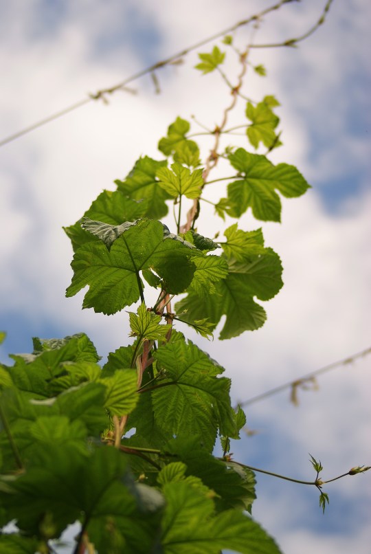 | 101 Alpha vs Beta Acids (Hops)Jay's Brewing Blog