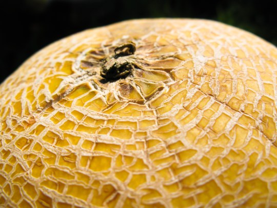 | The Ultimate Fruit Additions Guide For MeadJay's Brewing Blog
