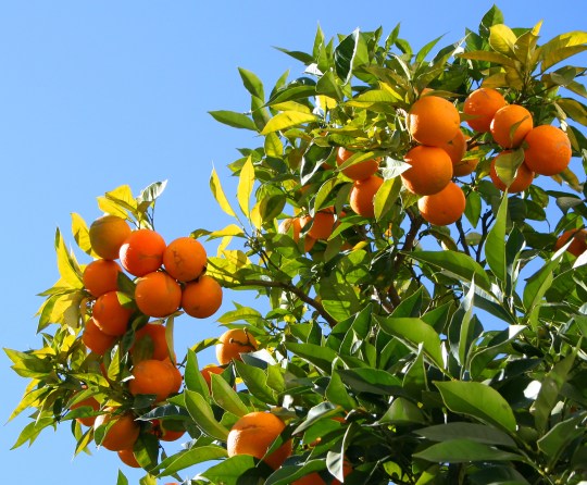 | The Ultimate Fruit Additions Guide For MeadJay's Brewing Blog